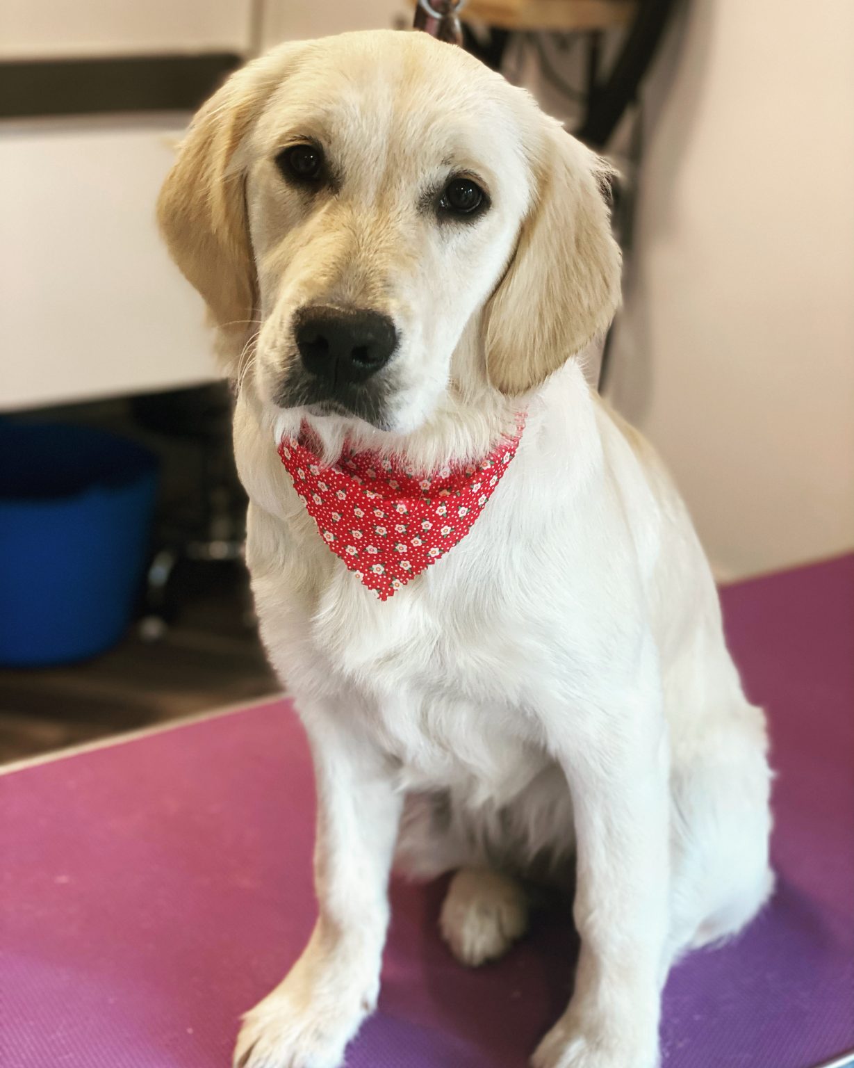 The Hound Hut - Dog Grooming, Full Grooms, Bath and Blast, Desheds